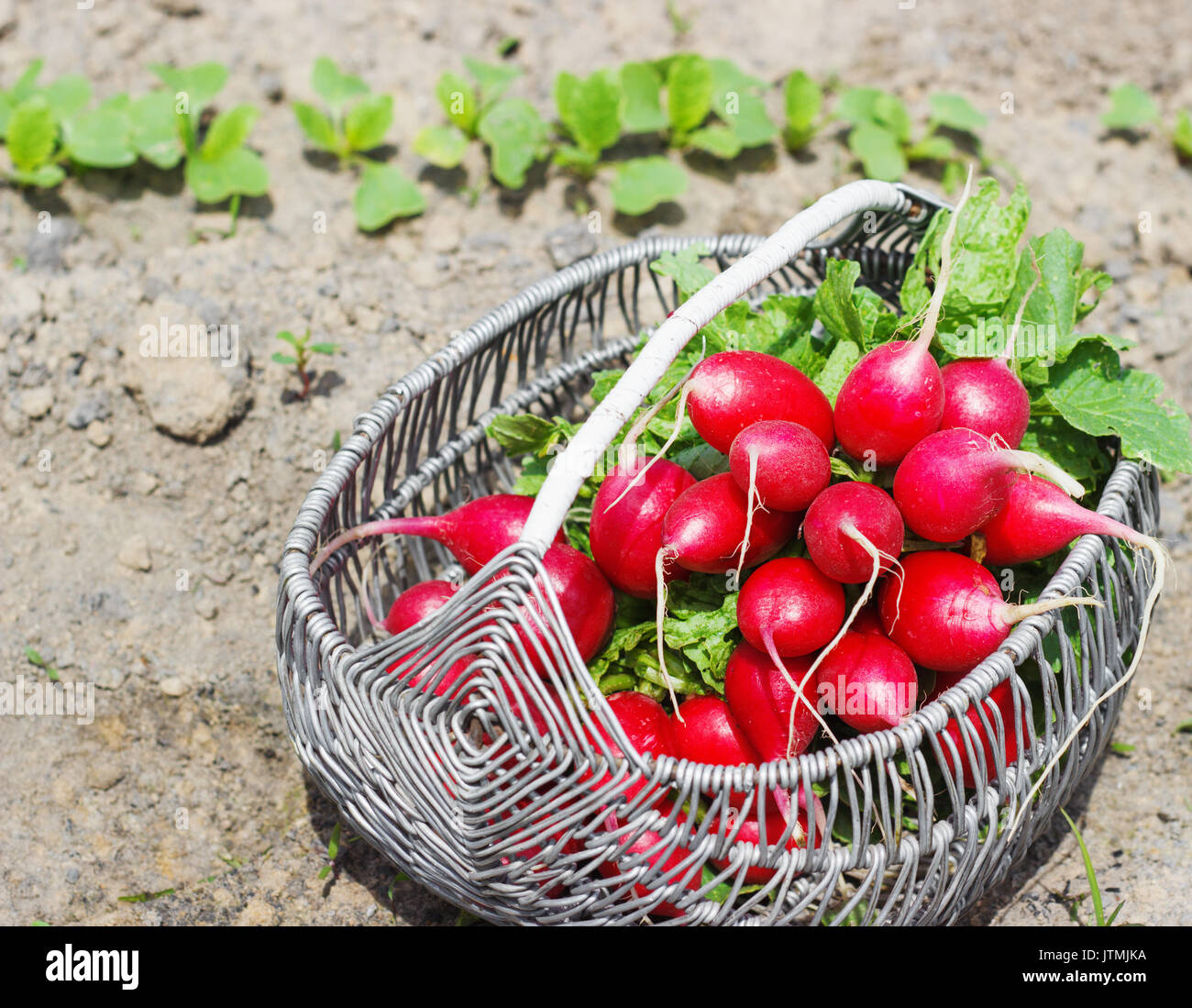 Growing radish hi-res stock photography and images - Alamy
