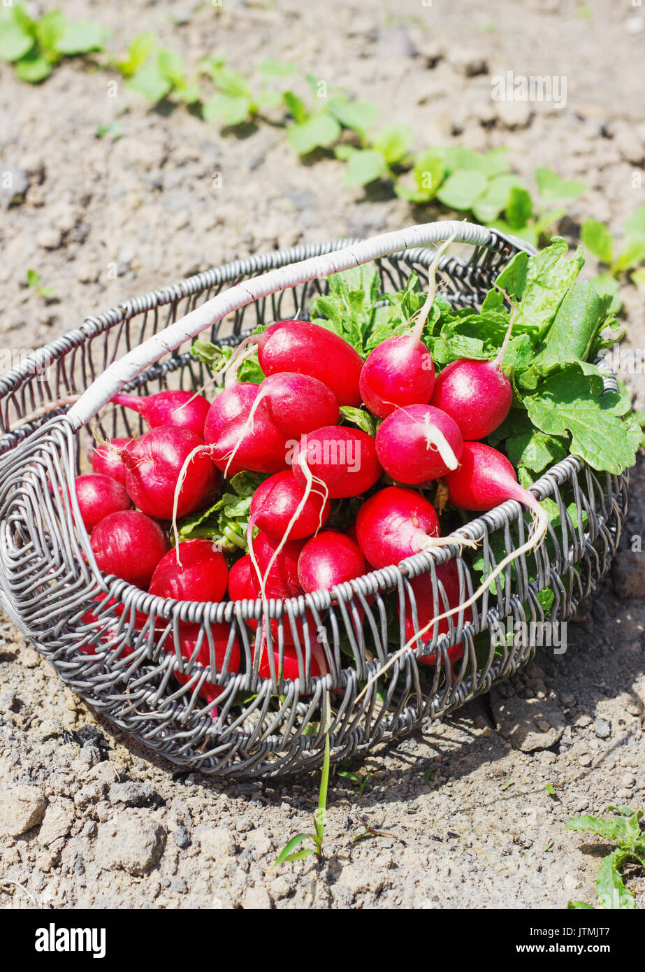 Fresh red radishes with leaves and growing radish plant in the garden ...
