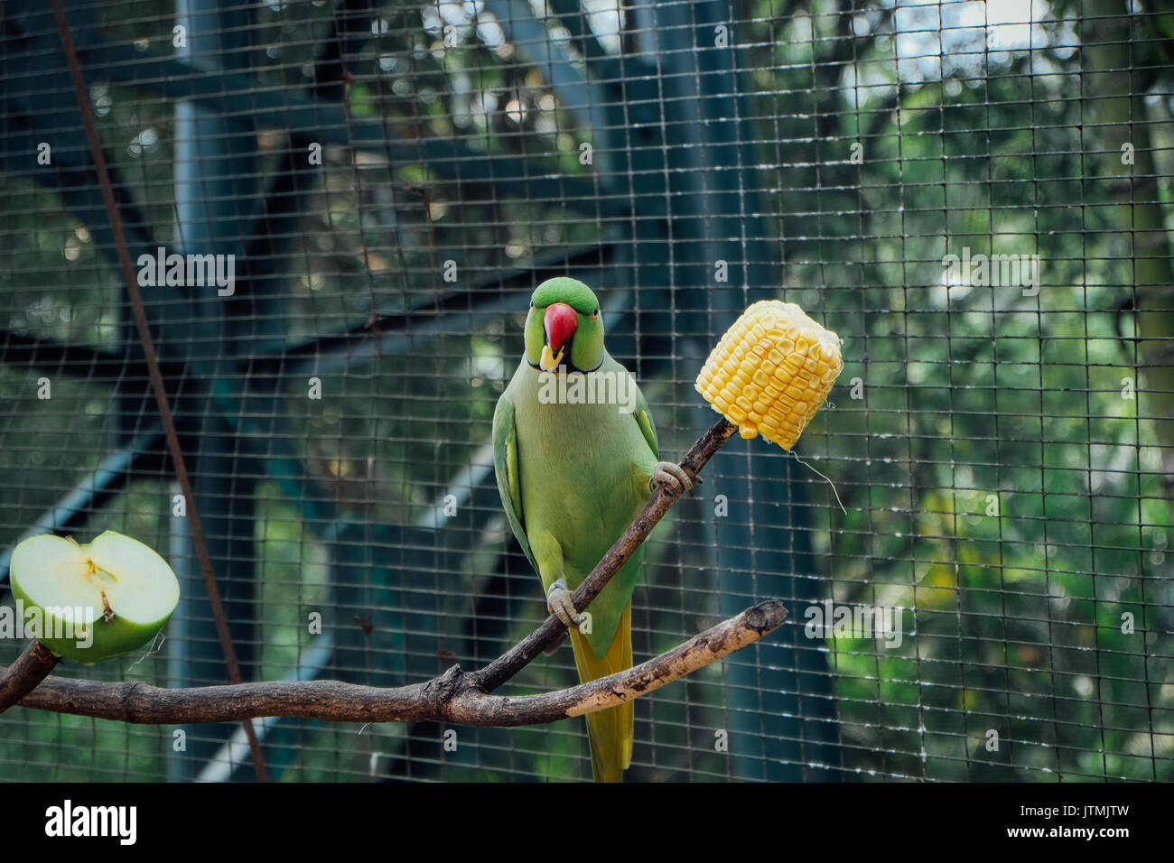 Indian ringneck parrot hi-res stock photography and images - Alamy