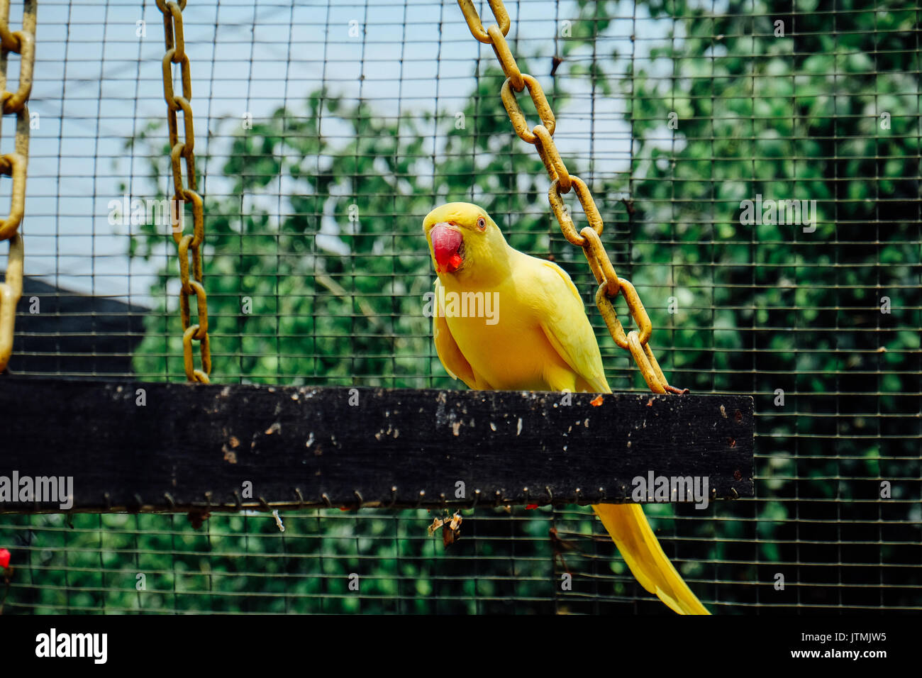Indian ringneck parrot hi-res stock photography and images - Alamy