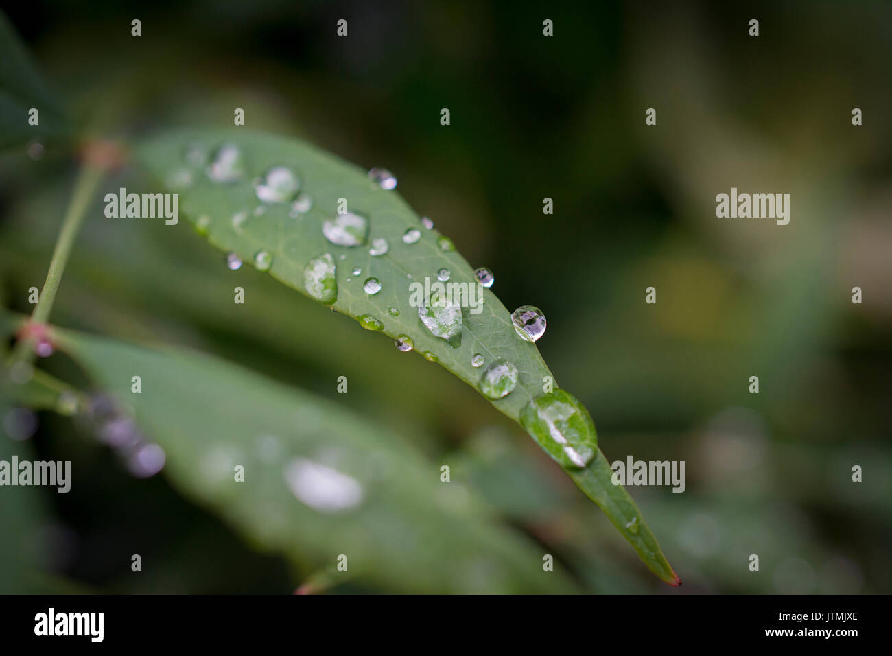 Close Up Leaf With Water Droplets Stock Photo - Alamy