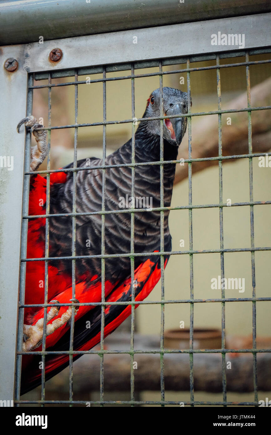 Pesquet's parrot hi-res stock photography and images - Alamy