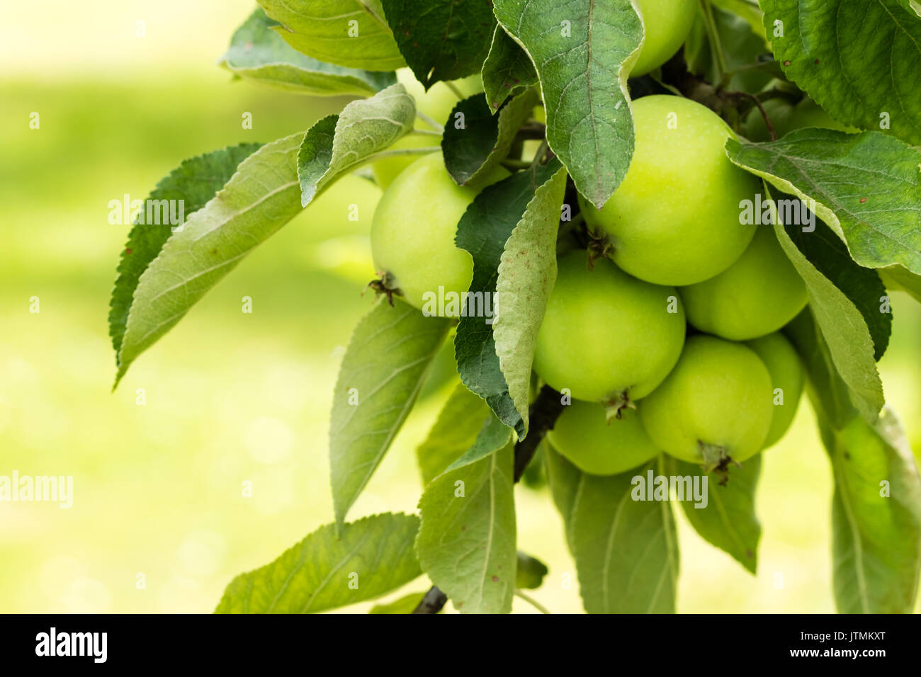 Green apple growing on a tree on a smooth green background with natural ...