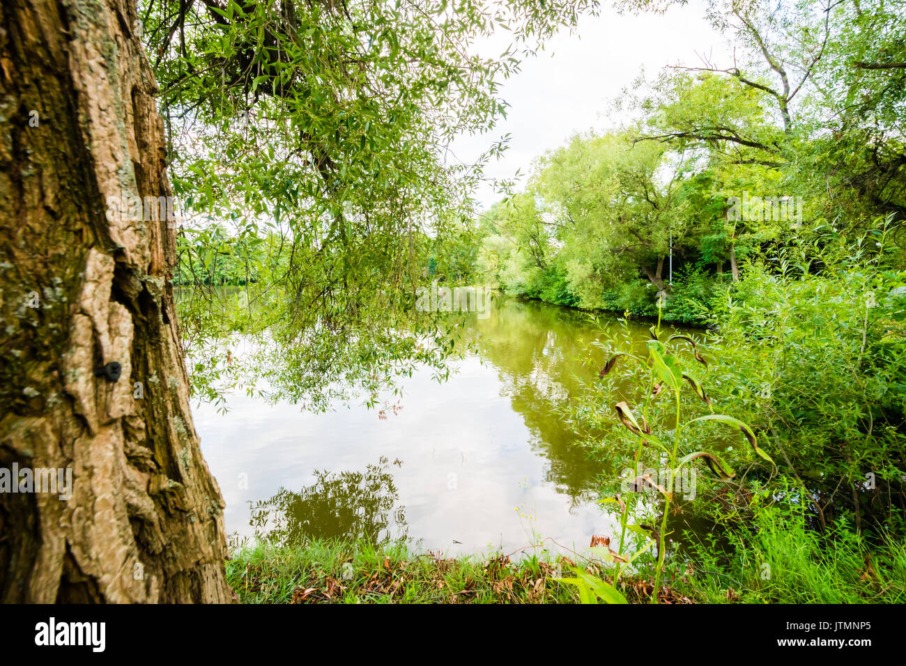 Pond with grass and bushes. Trunk on left, nice rural scenery. Very ...