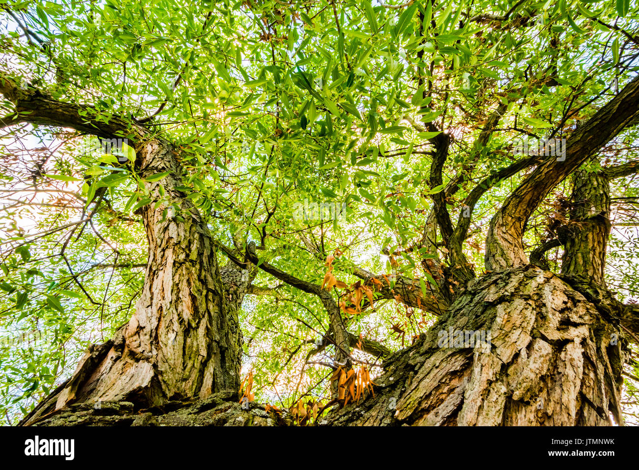 Of tree trunk from below into the tree top hi-res stock photography and ...
