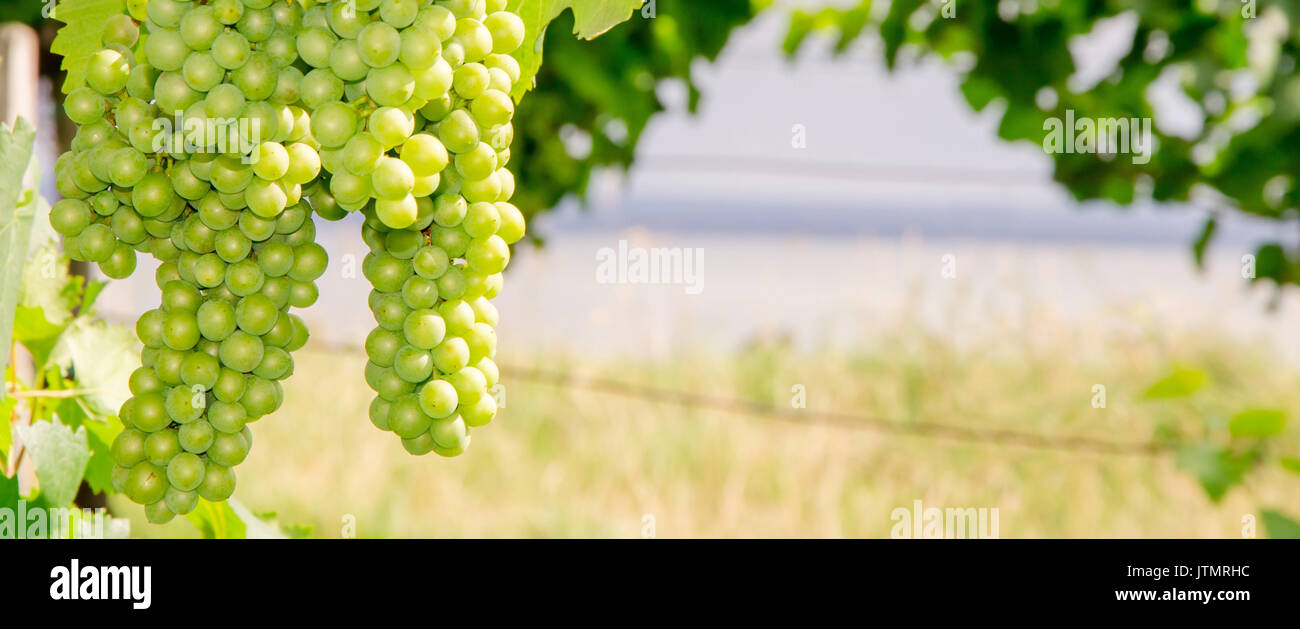 Grapes in Front of Lake, Nice Banner Background Design Stock Photo - Alamy