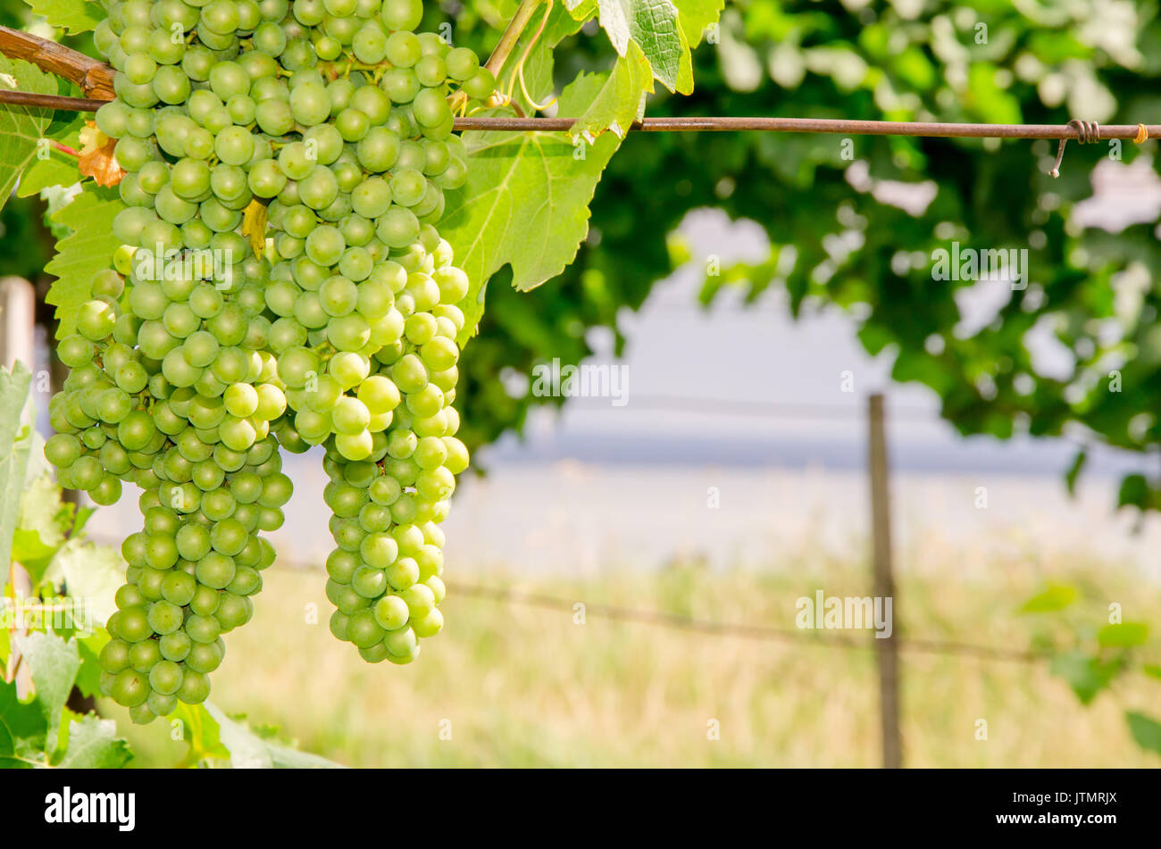 Vineyard in Front of Lake, Nice Banner Background Design Stock Photo ...