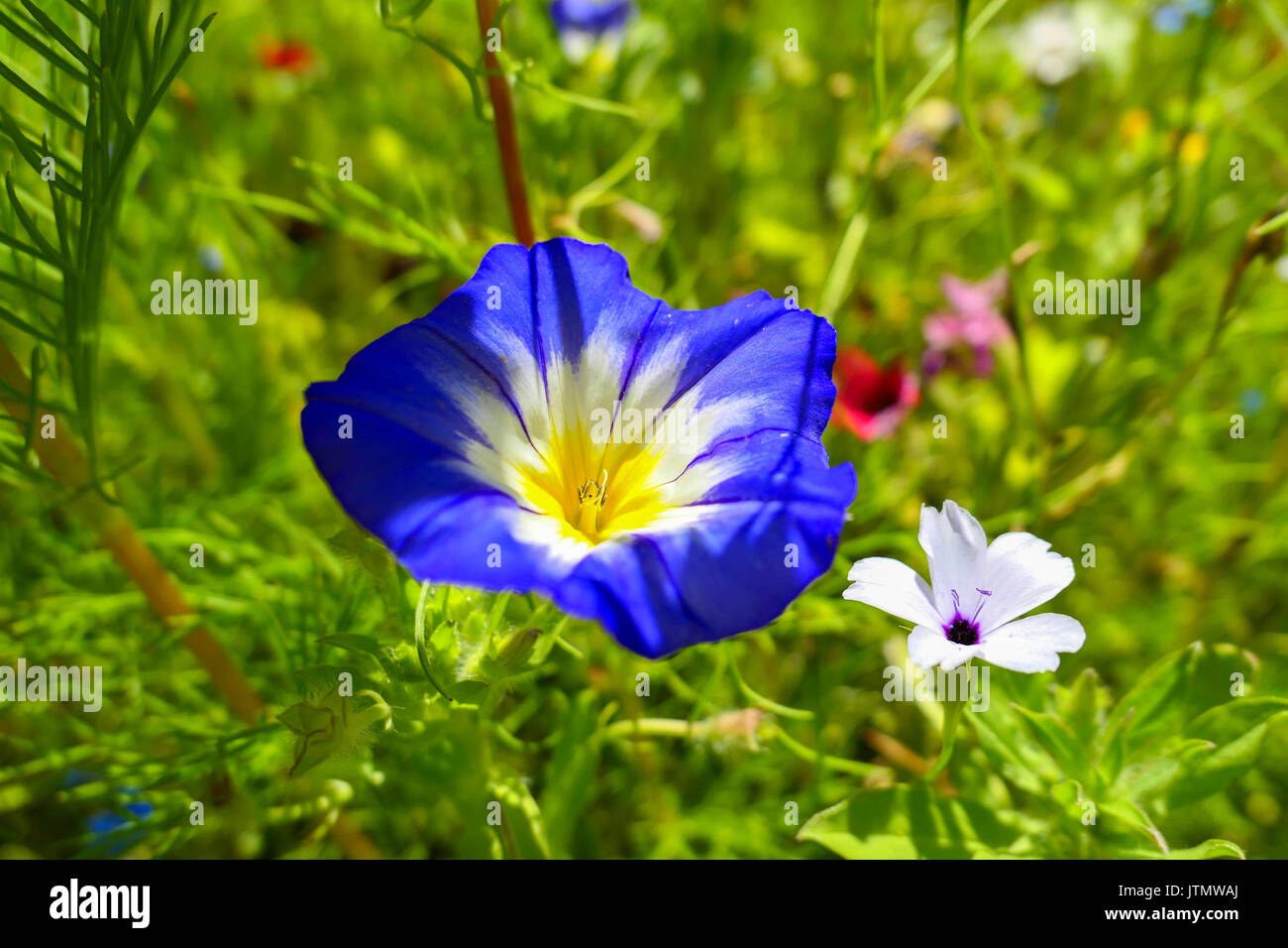 Convolvulus blue flowers convolvulus hi-res stock photography and ...