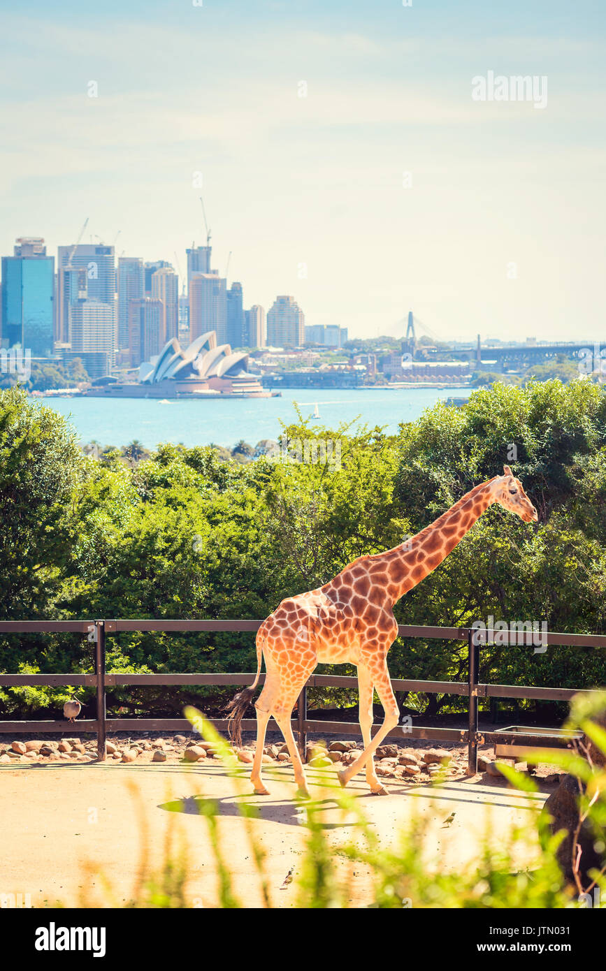 Giraffe with Sydney city skyline background on a bright day, NSW ...