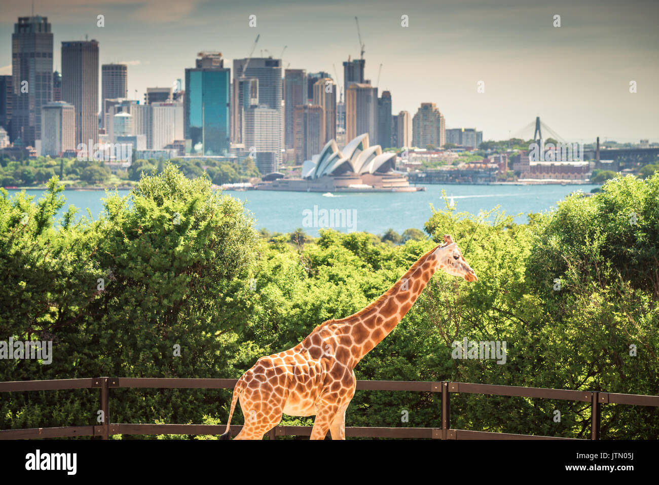 Giraffe with Sydney city skyline background on a bright day, NSW ...
