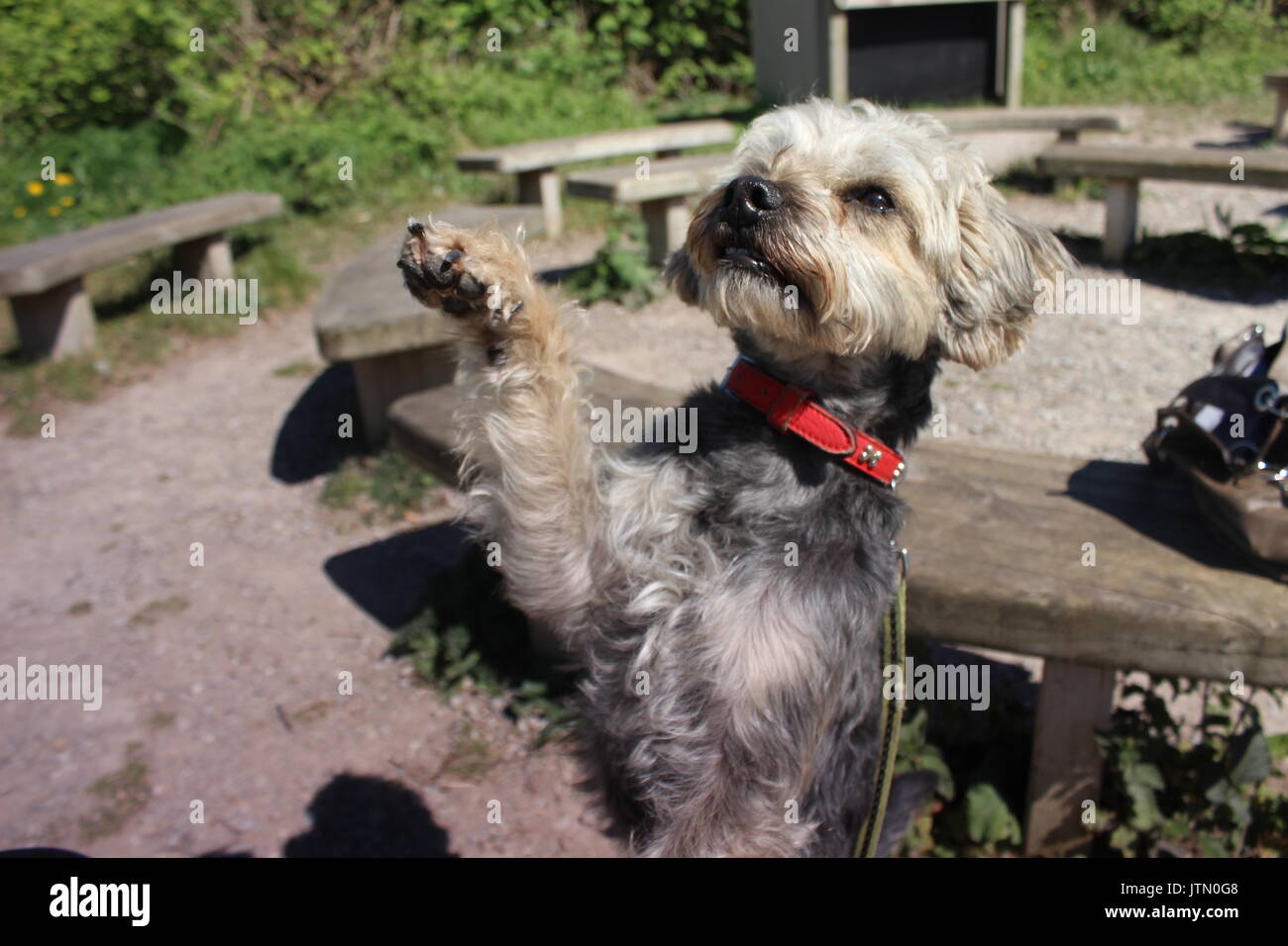 Dog doing tricks Stock Photo - Alamy