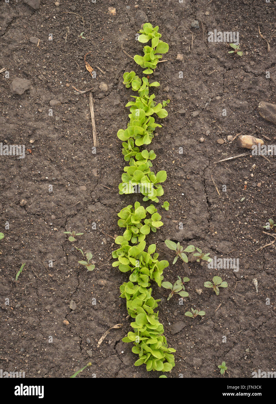 agricultural plantations, new planting Stock Photo - Alamy