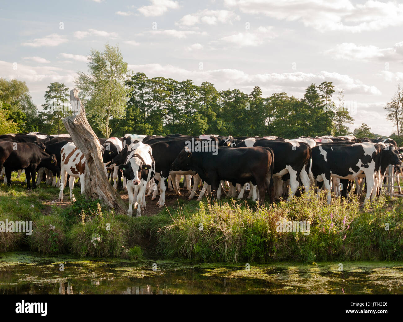 a group of cows closely bunched together as seen from across the river ...