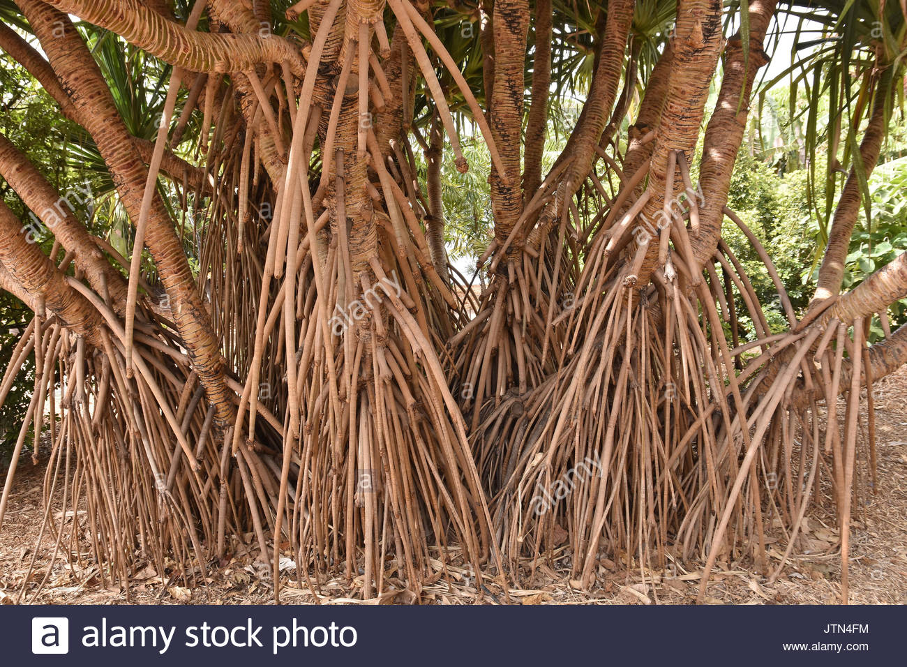 Pandanus Screw Palm High Resolution Stock Photography and Images - Alamy