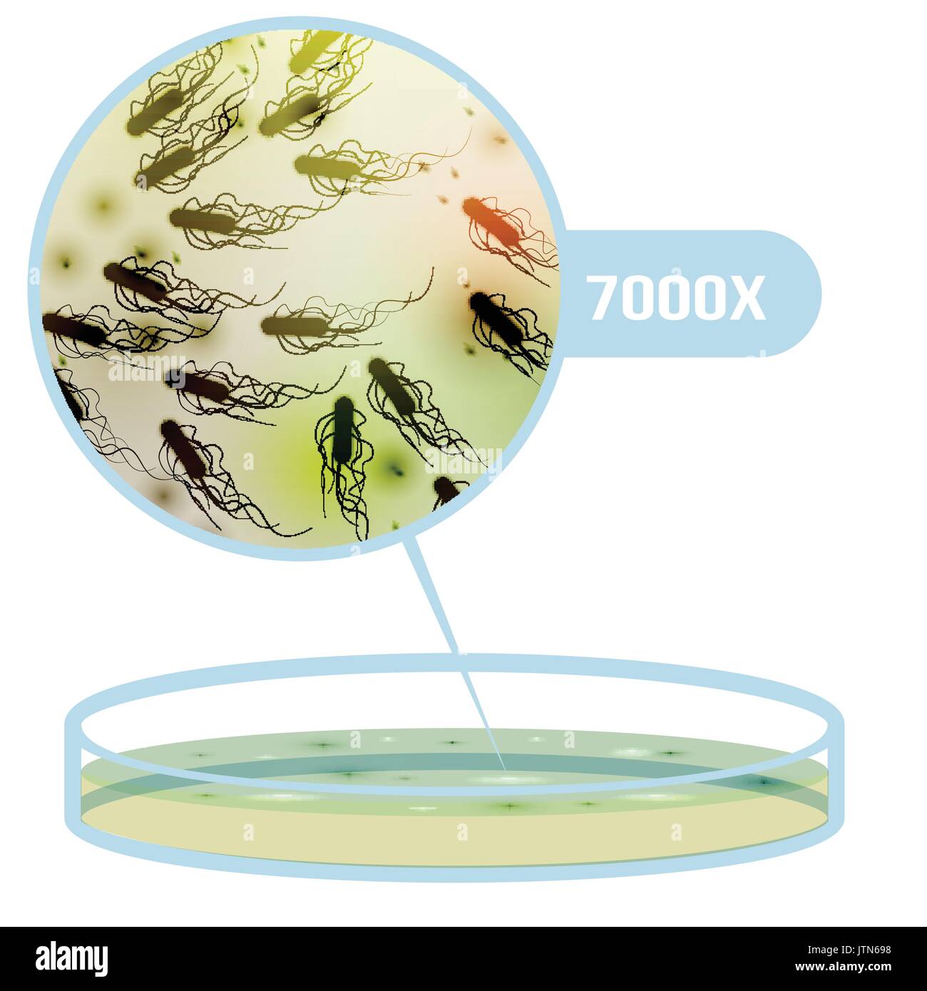 Petri Dish with Bacteria, Colony, Magnified Area - Vector Illustration ...