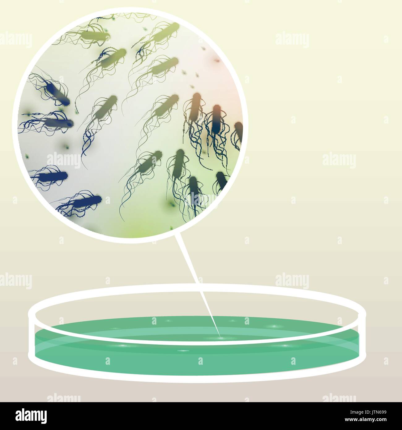 Petri Dish with Bacteria, Colony, Magnified Area - Vector Illustration ...