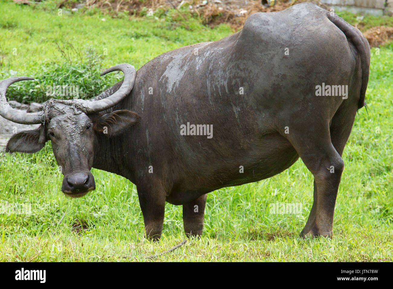 Farmer with his carabao hi-res stock photography and images - Alamy