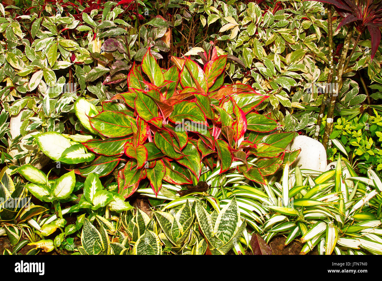 Beautiful plant arrangement contrast of reds and green Stock Photo - Alamy