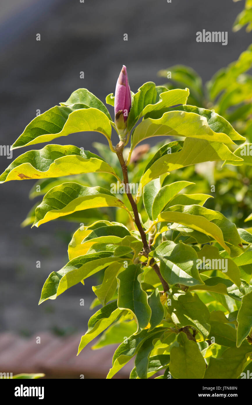 LASTRA A SIGNA, ITALY - AUGUST 7 2015: Magnolia tree branch and bud ...