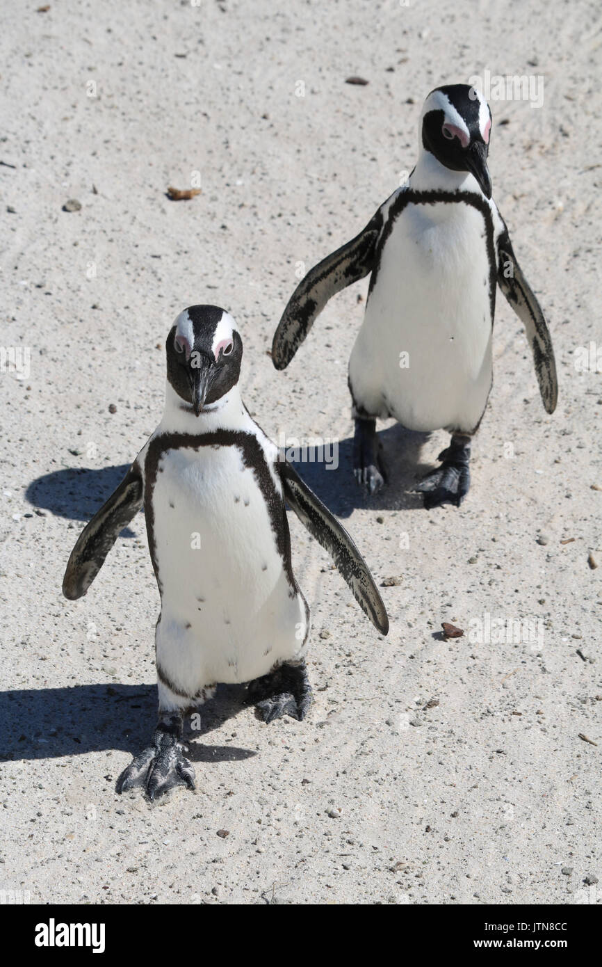 Colourful buildings of Reykjavik, Iceland Stock Photo - Alamy