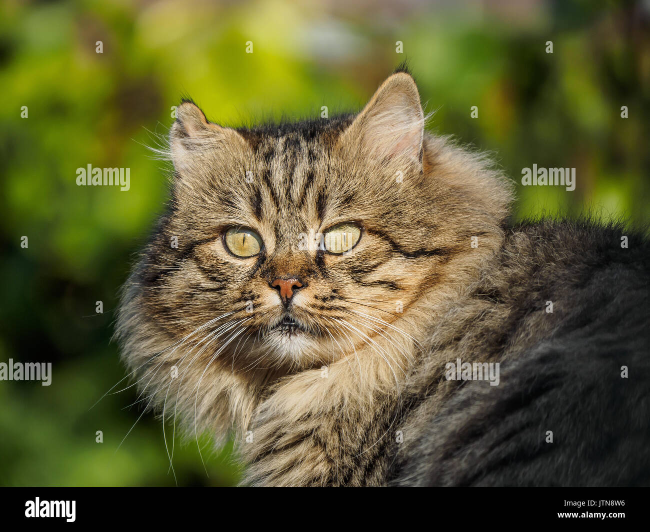 Handsome pet hi-res stock photography and images - Alamy