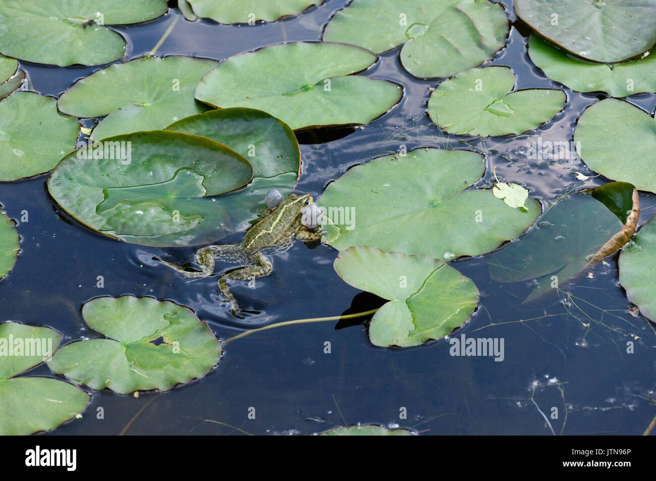 Frog in the pond Stock Photo - Alamy