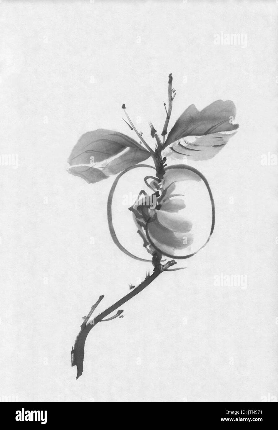 Japanese persimmon Black and White Stock Photos & Images - Alamy