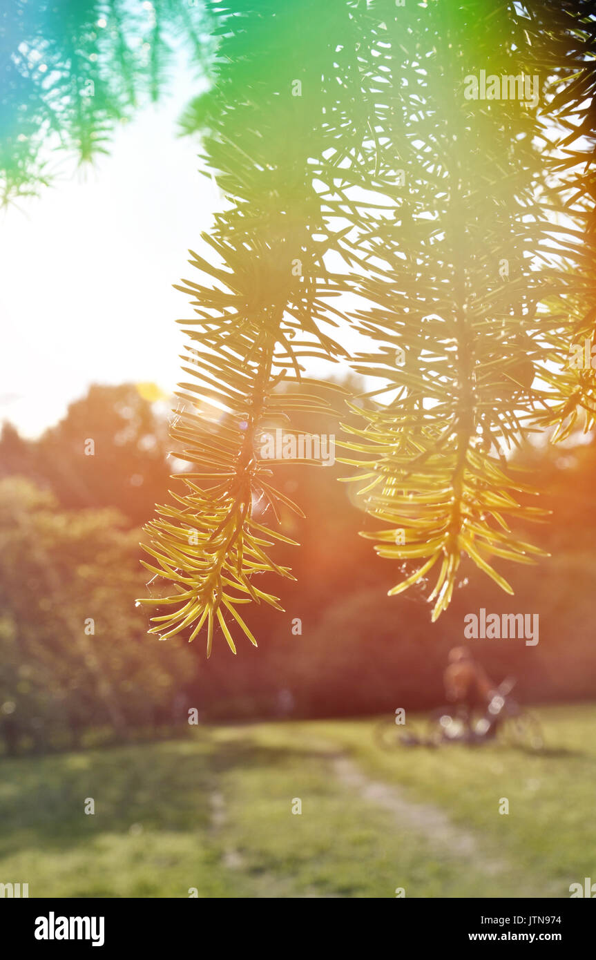 Young pine tree hi-res stock photography and images - Alamy