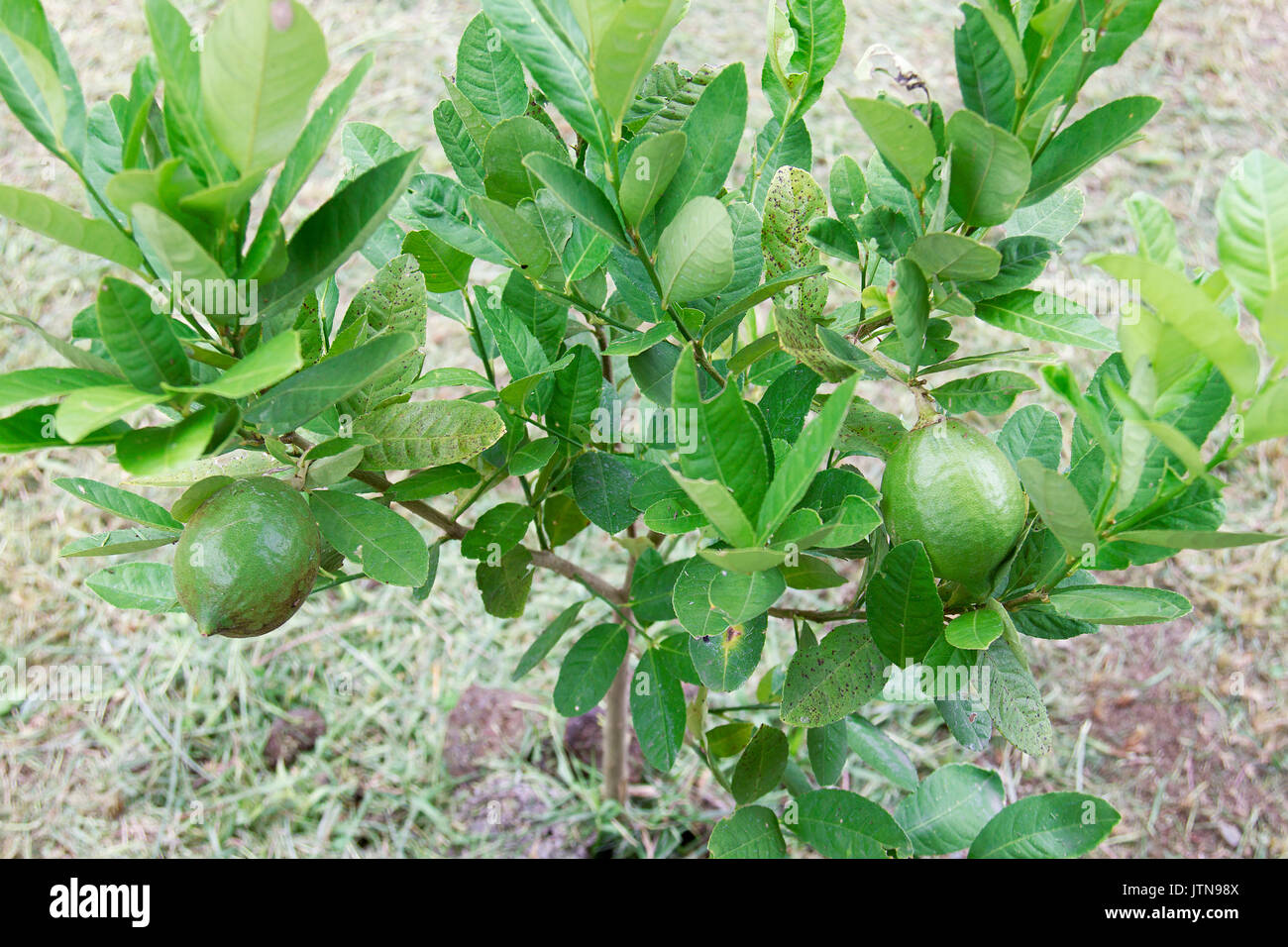 Young lemon tree grafted and now laden with two fruits Stock Photo - Alamy