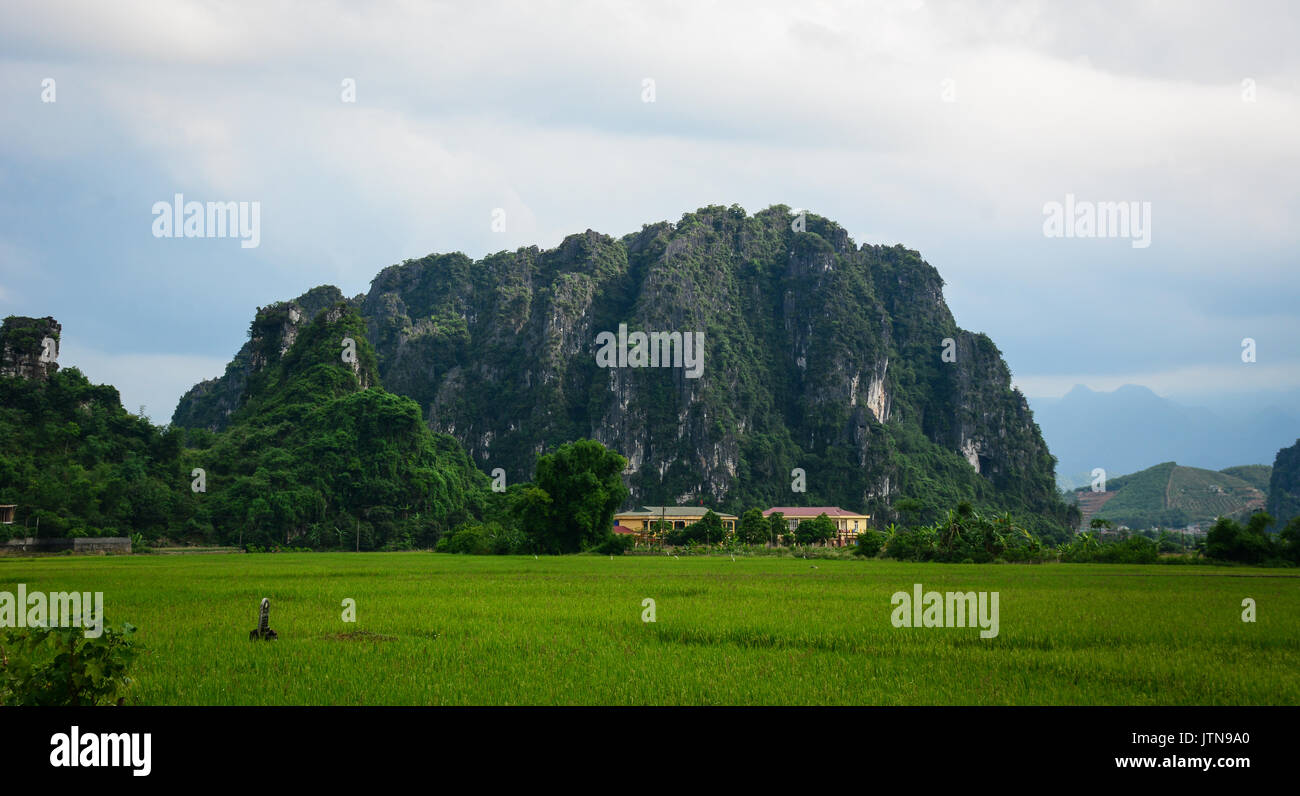 Rice field in Northern Vietnam. Rice production in Vietnam in the ...