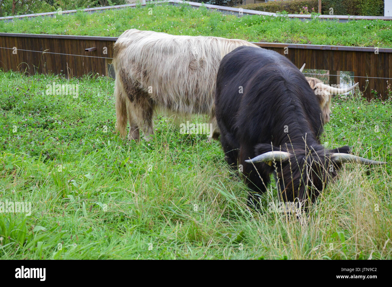 Wooden cattle tower hi-res stock photography and images - Alamy
