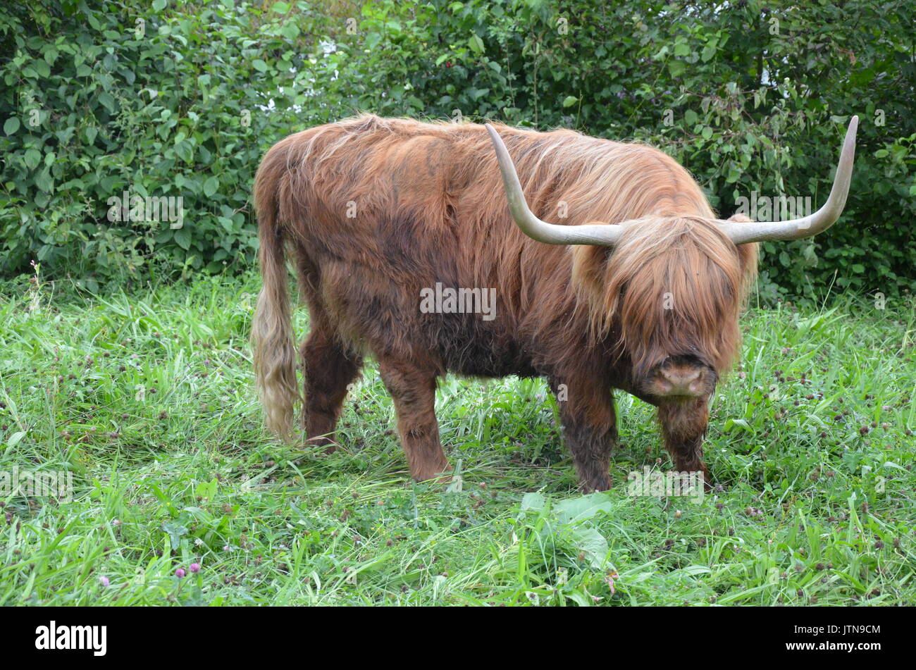 Wooden cattle tower hi-res stock photography and images - Alamy