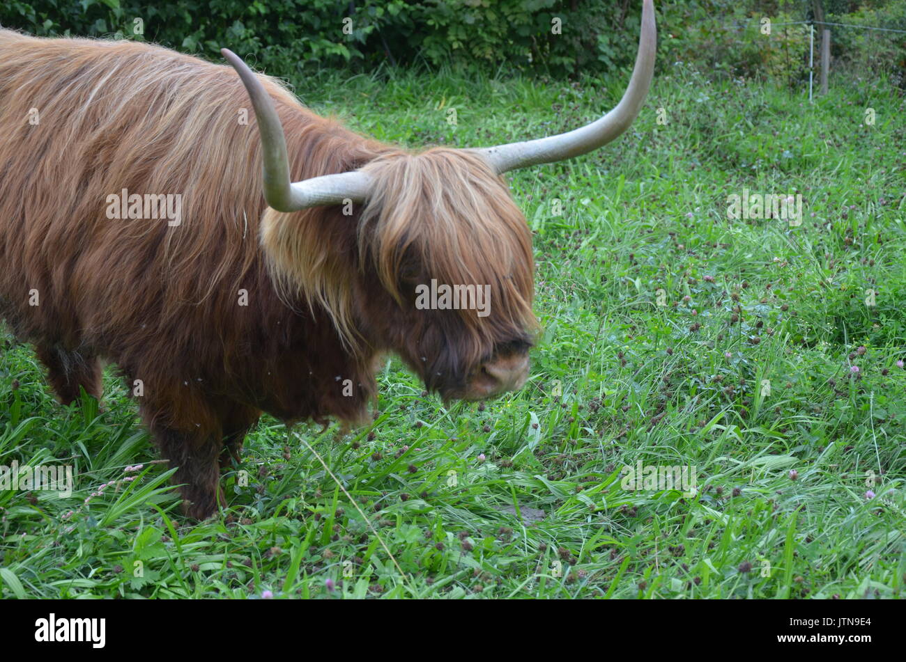 Wooden cattle tower hi-res stock photography and images - Alamy