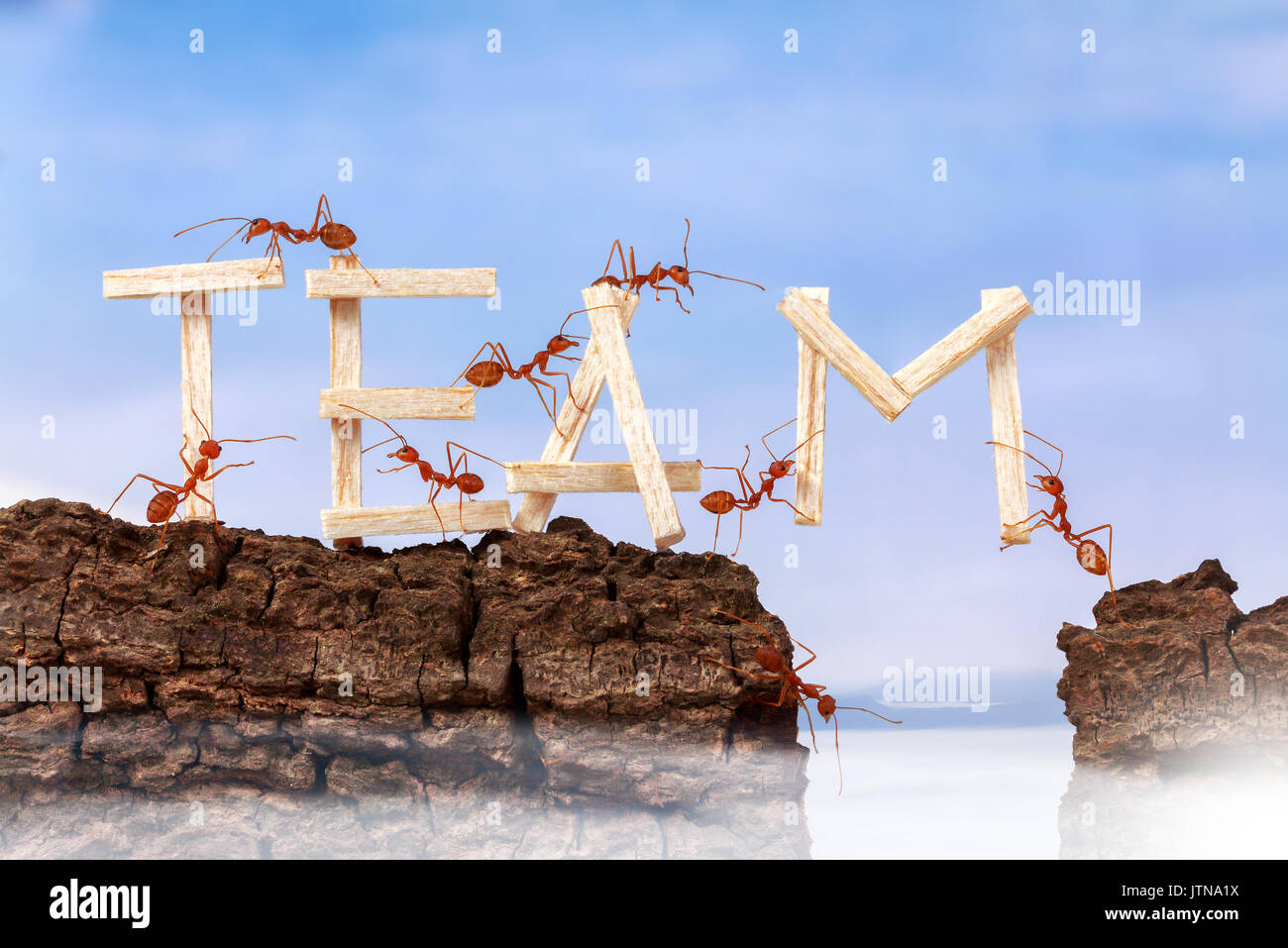 Ants carrying wording team, teamwork concept Stock Photo - Alamy