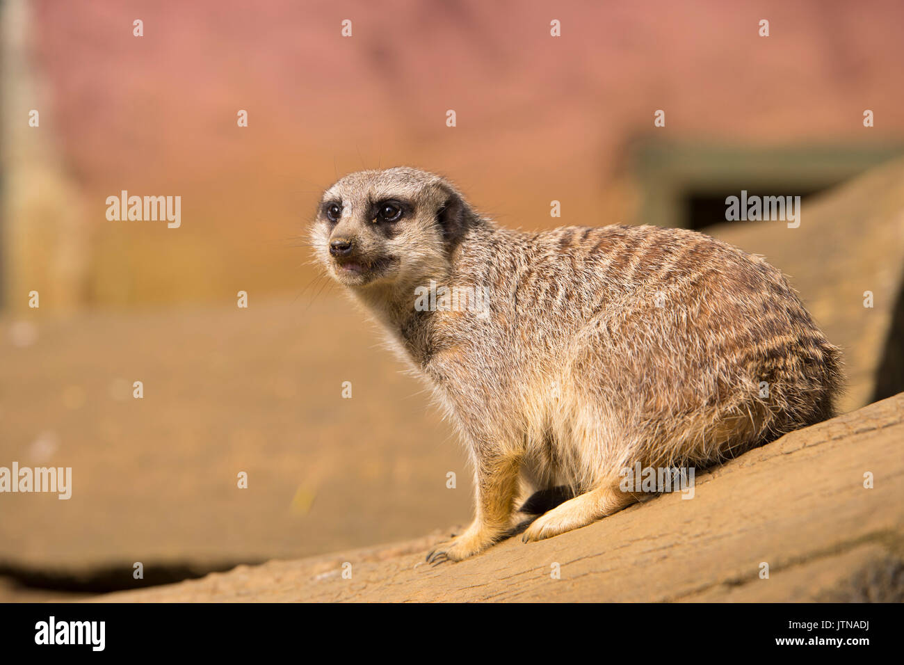 Meerkats eating hi-res stock photography and images - Alamy