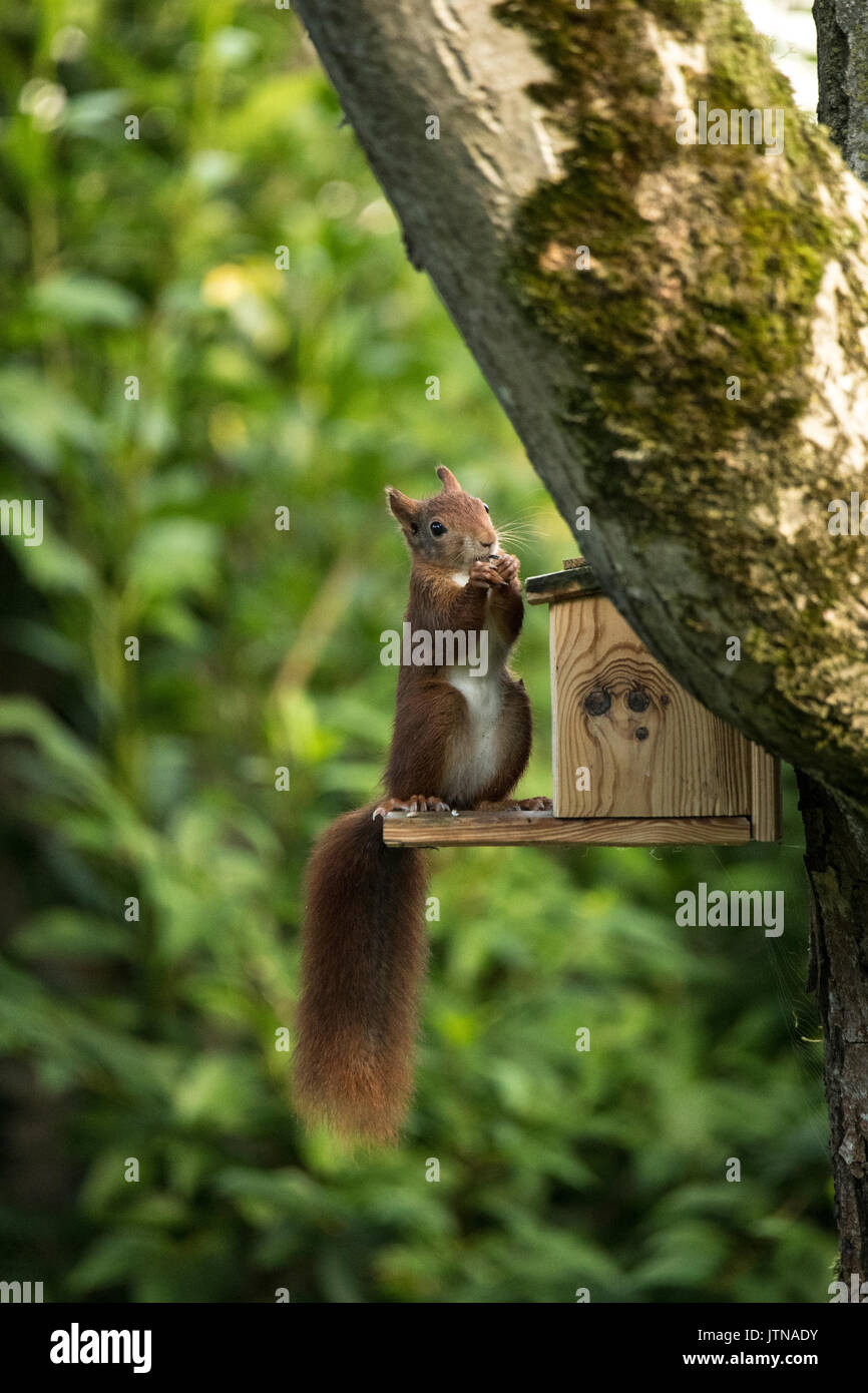 Red squirrel sitting and eating Stock Photo - Alamy