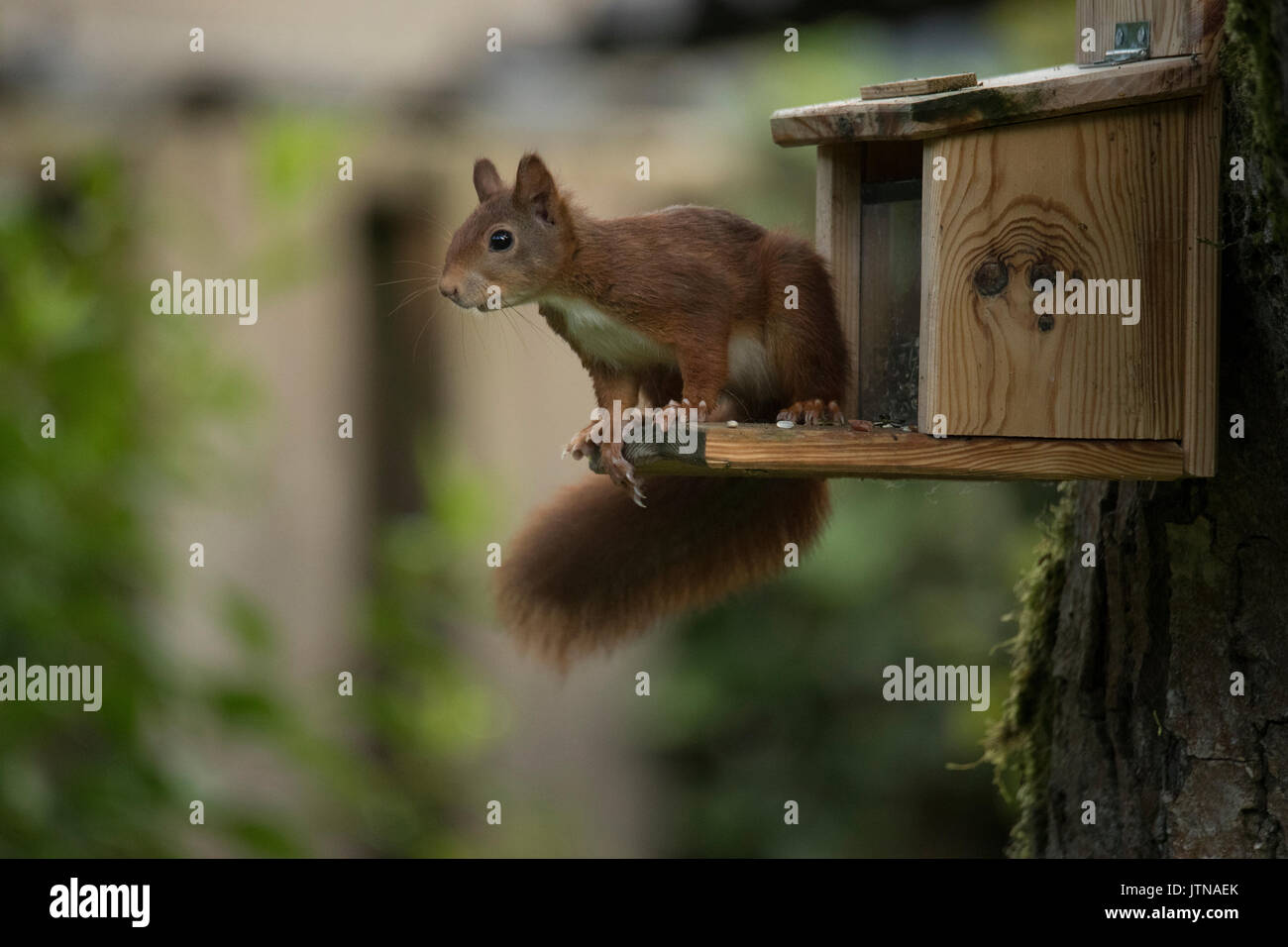 Red squirrel sitting Stock Photo - Alamy