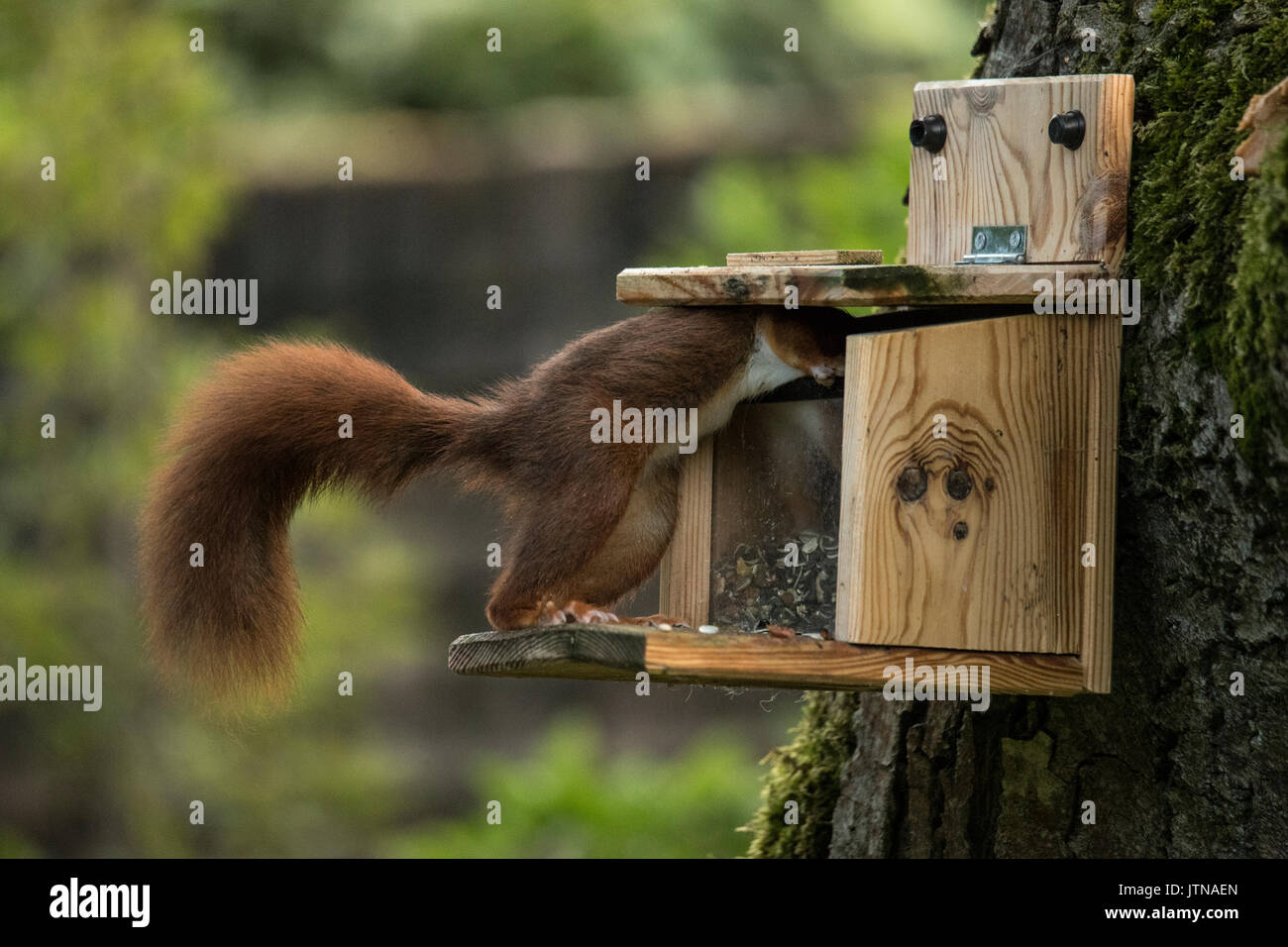 Red squirrel taking food from food dispenser Stock Photo - Alamy