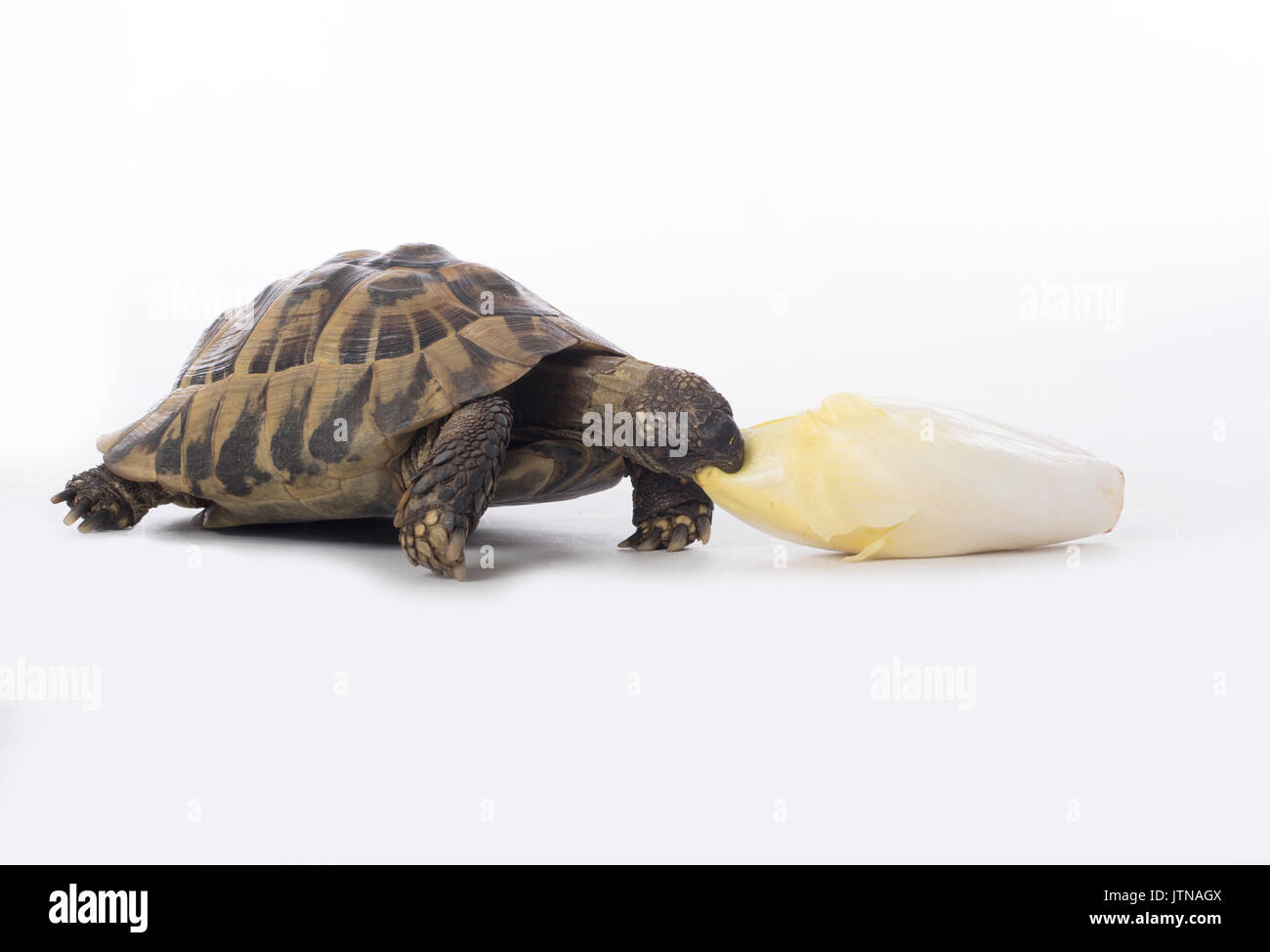 Greek land tortoise, Testudo Hermanni, eating chicory, white studio ...