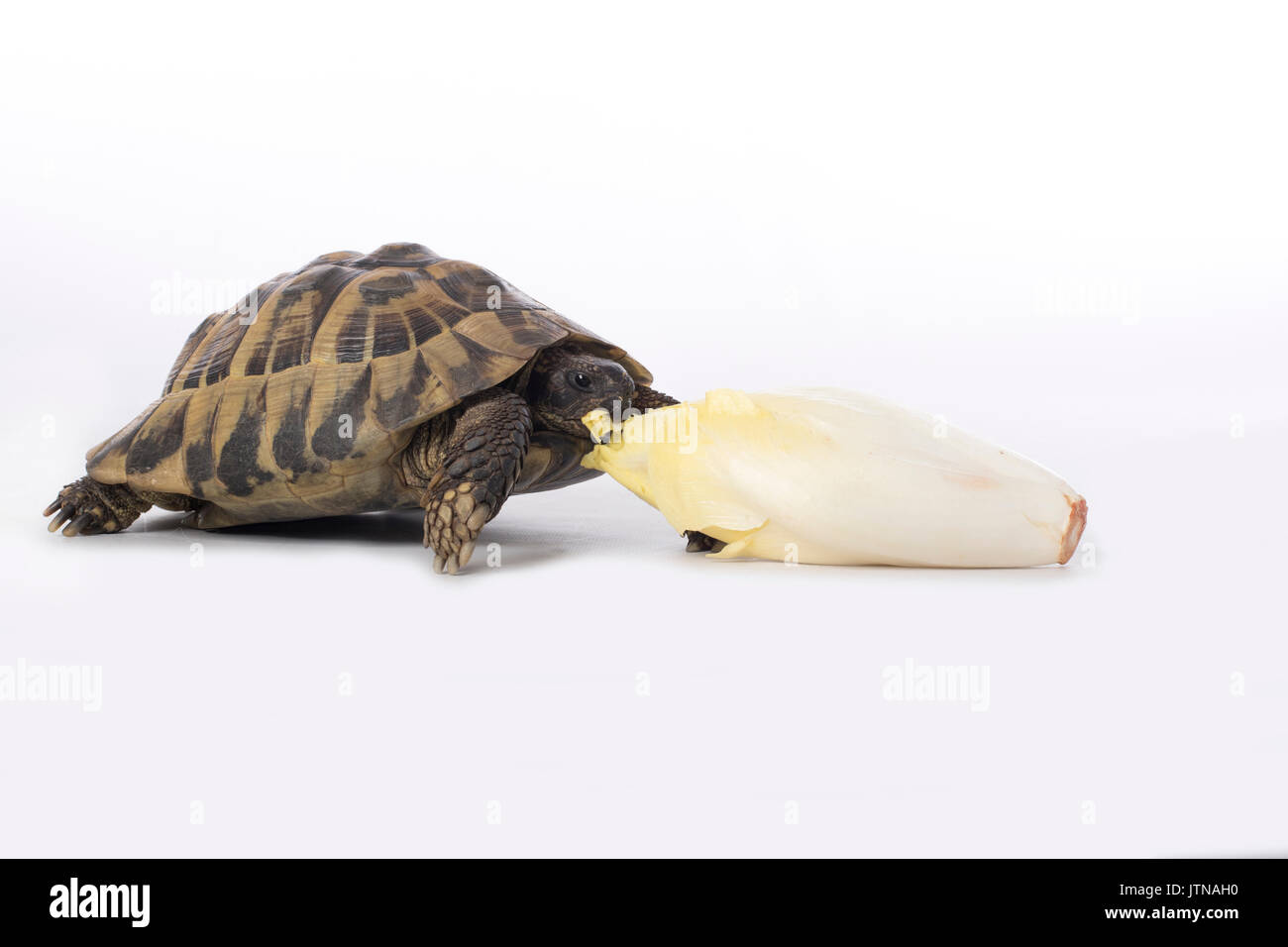 Greek land tortoise, Testudo Hermanni, eating chicory, white studio ...