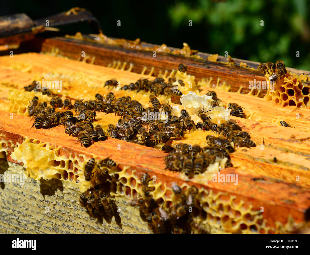 Honeycomb honey combs full fresh hi-res stock photography and images ...