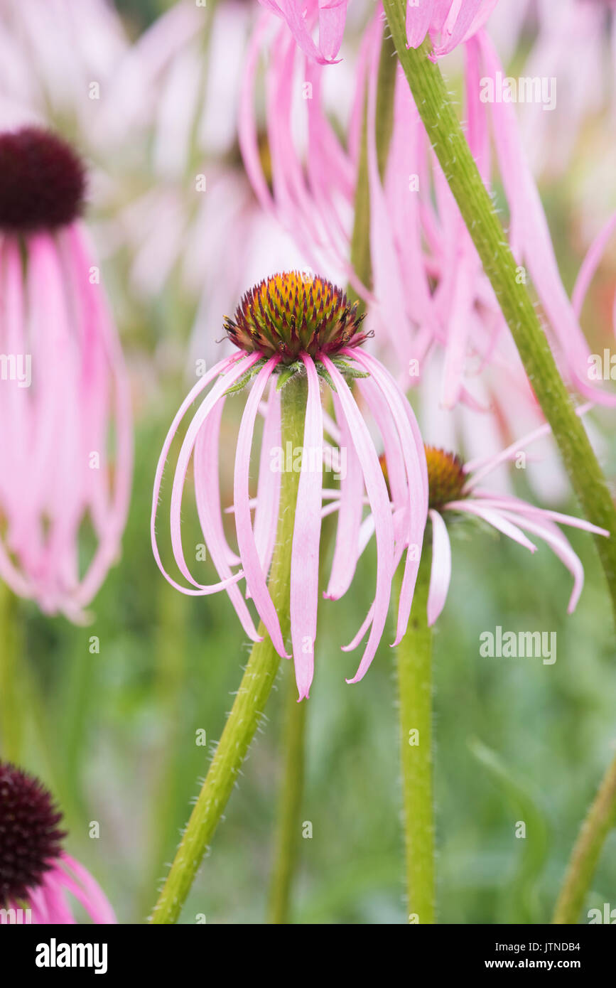 Wavy leaf purple coneflower hi-res stock photography and images - Alamy