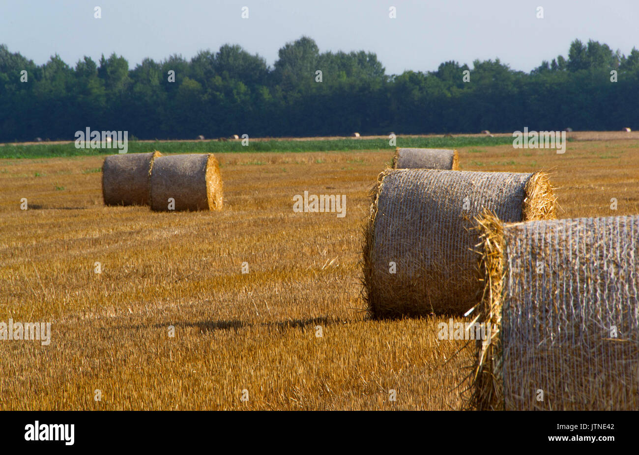 Rural landscape field meadow with hay bales after harvest Stock Photo ...