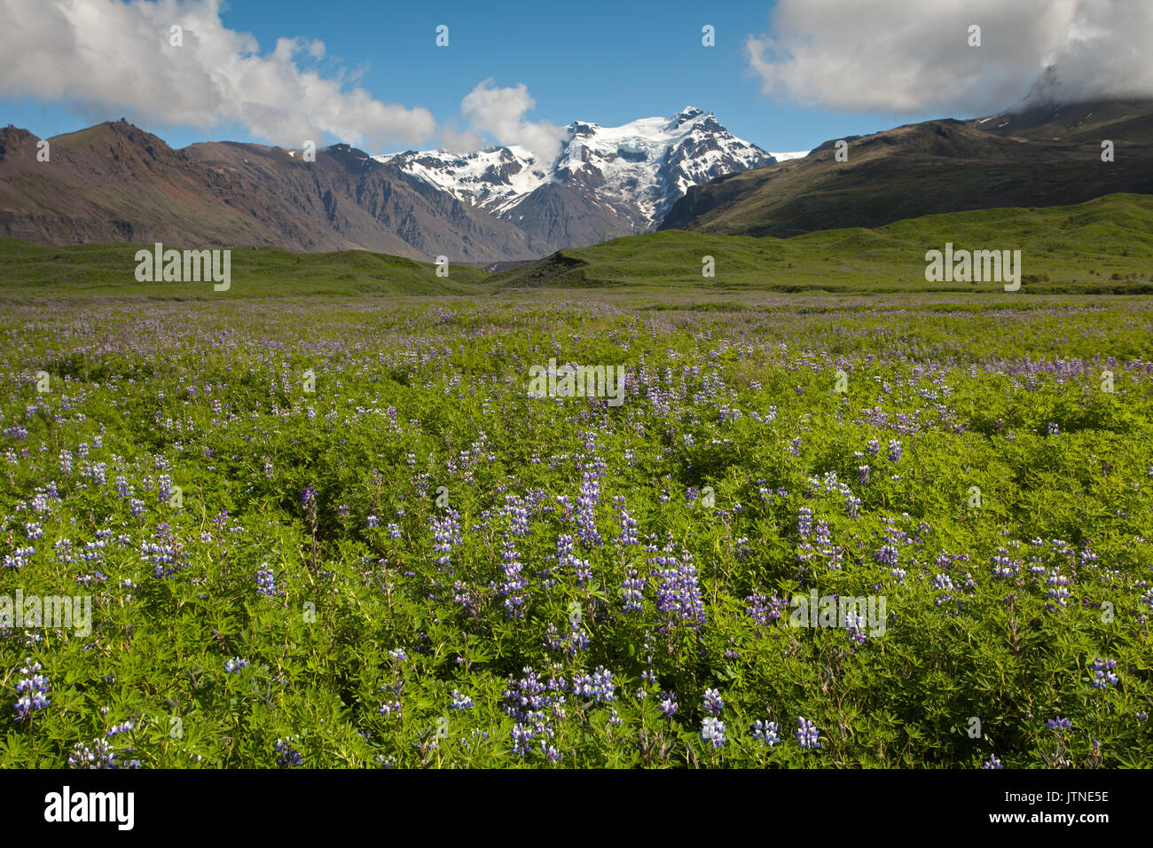 Fields of lupine hi-res stock photography and images - Alamy