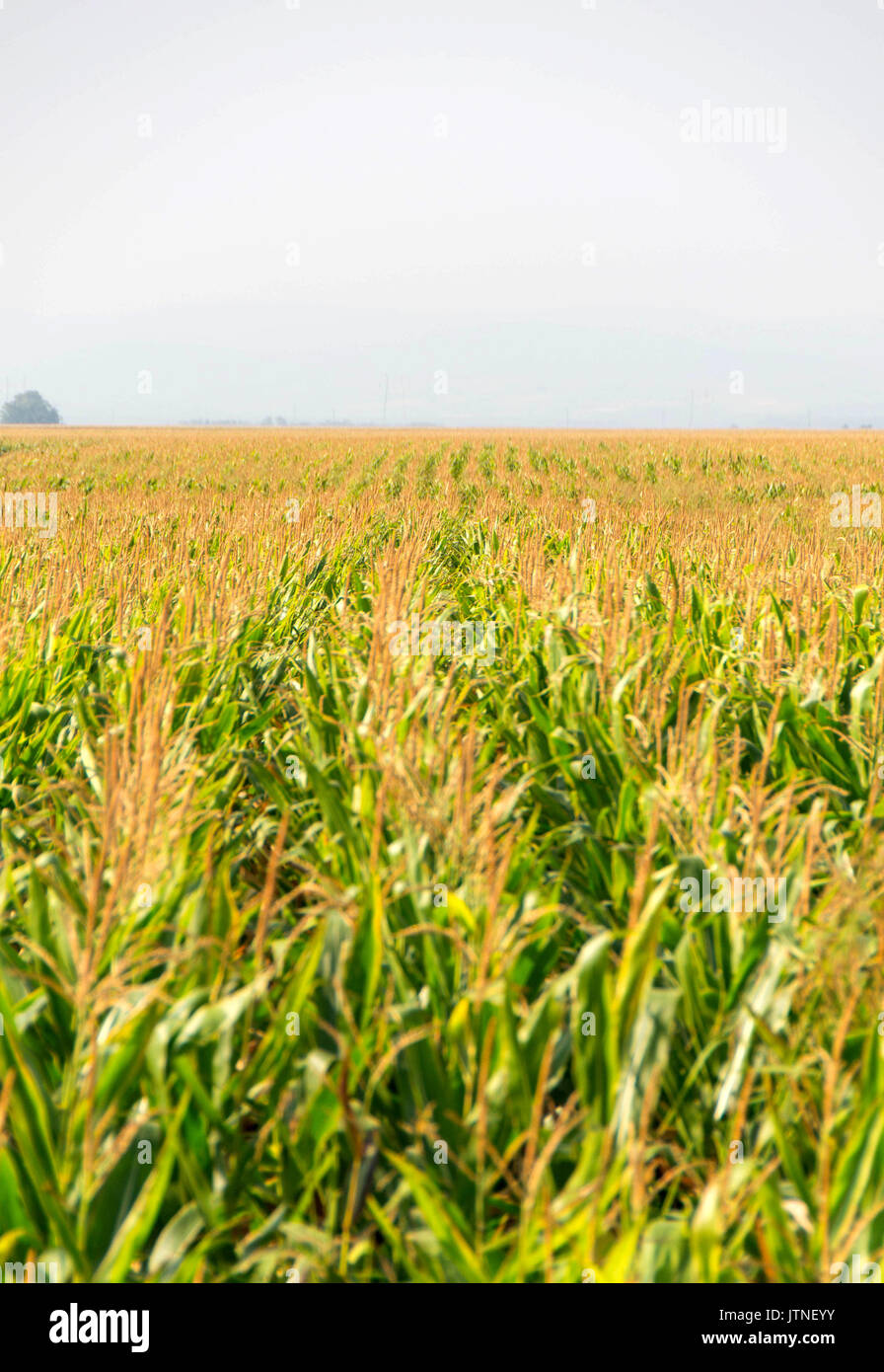 Corn field. Field of corn in sunny morning Stock Photo - Alamy