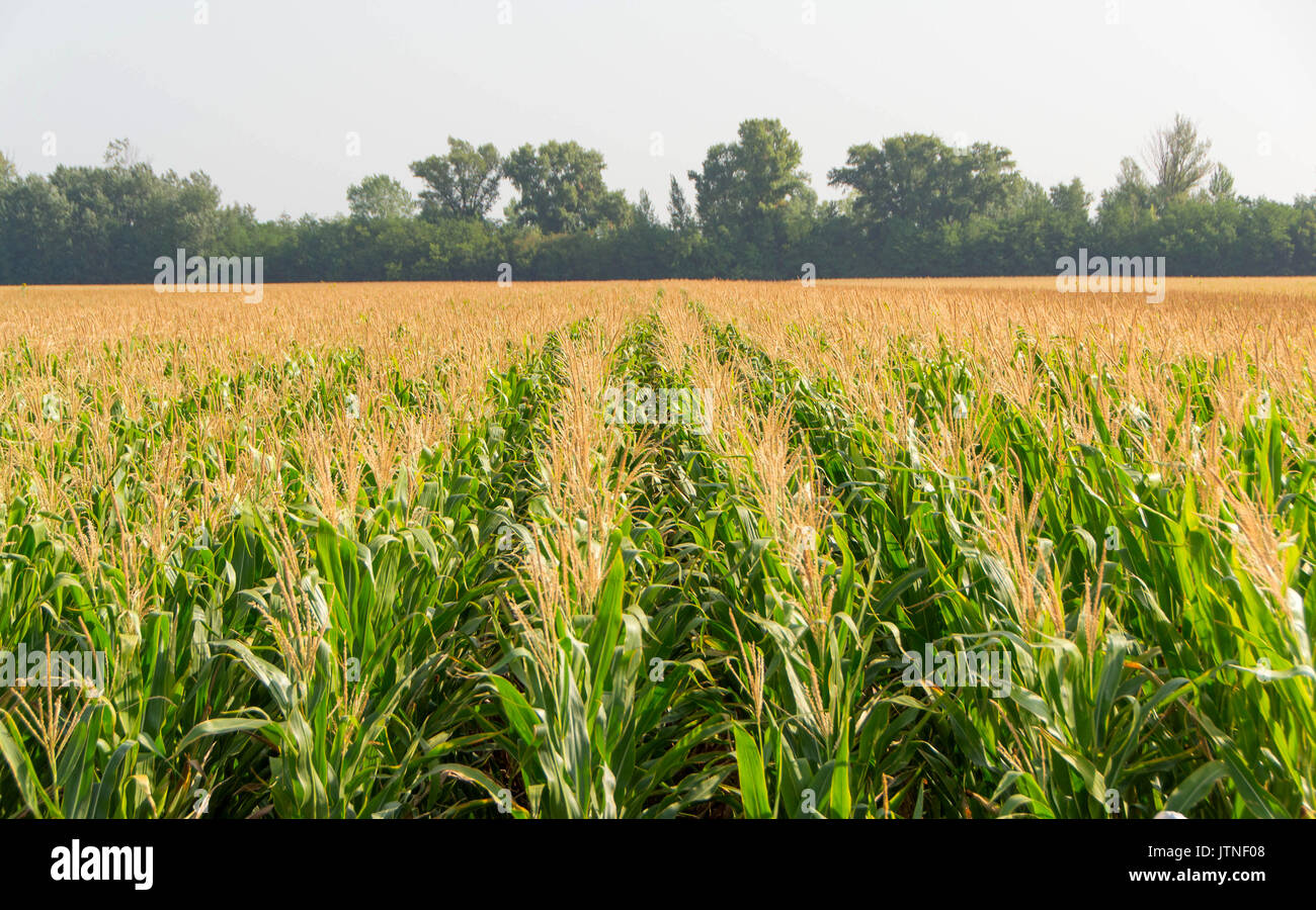 Corn field. Field of corn in sunny morning Stock Photo - Alamy