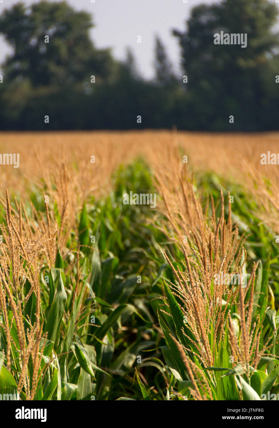Corn field. Field of corn in sunny morning Stock Photo - Alamy