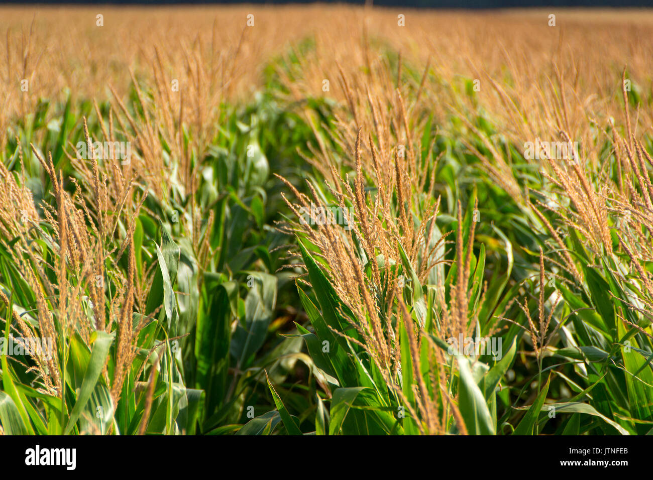 Corn field. Field of corn in sunny morning Stock Photo - Alamy