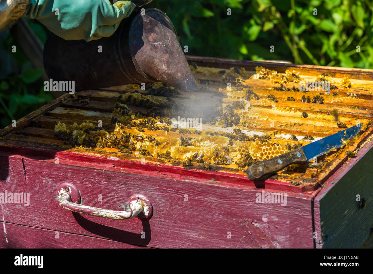 The beekeeper smokes the smoke of bees - drives away bees Stock Photo ...
