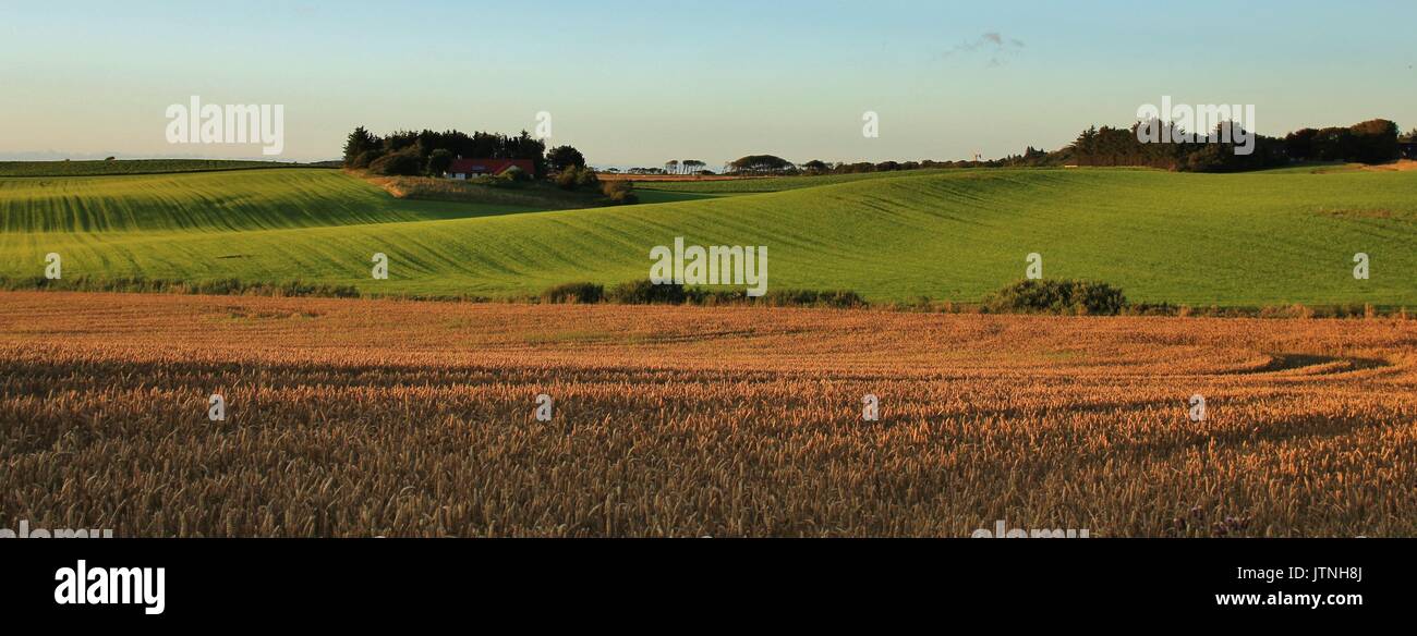 Field and green meadow in Denmark Stock Photo - Alamy